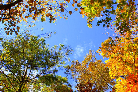 Georgia Field Trips - Statewide | Field Trip Directory